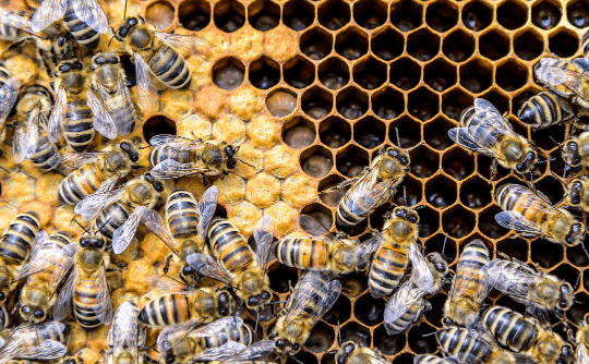 le api e il miele – Apicoltore.it