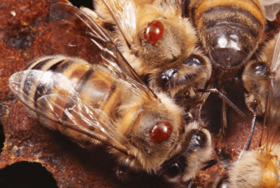 Malattie delle Api: Quali Sono e Come Affrontarle?