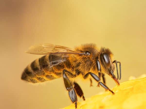 Loque Europea o European FoulbroodA